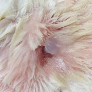 How the Bot Fly Causes Warbles in Rabbits - Countryside